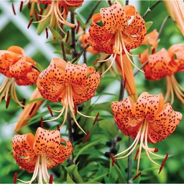 20 Turk's Cap Lily bulbs, Wild Flowers, Tiger Lily Flower - Walmart.com