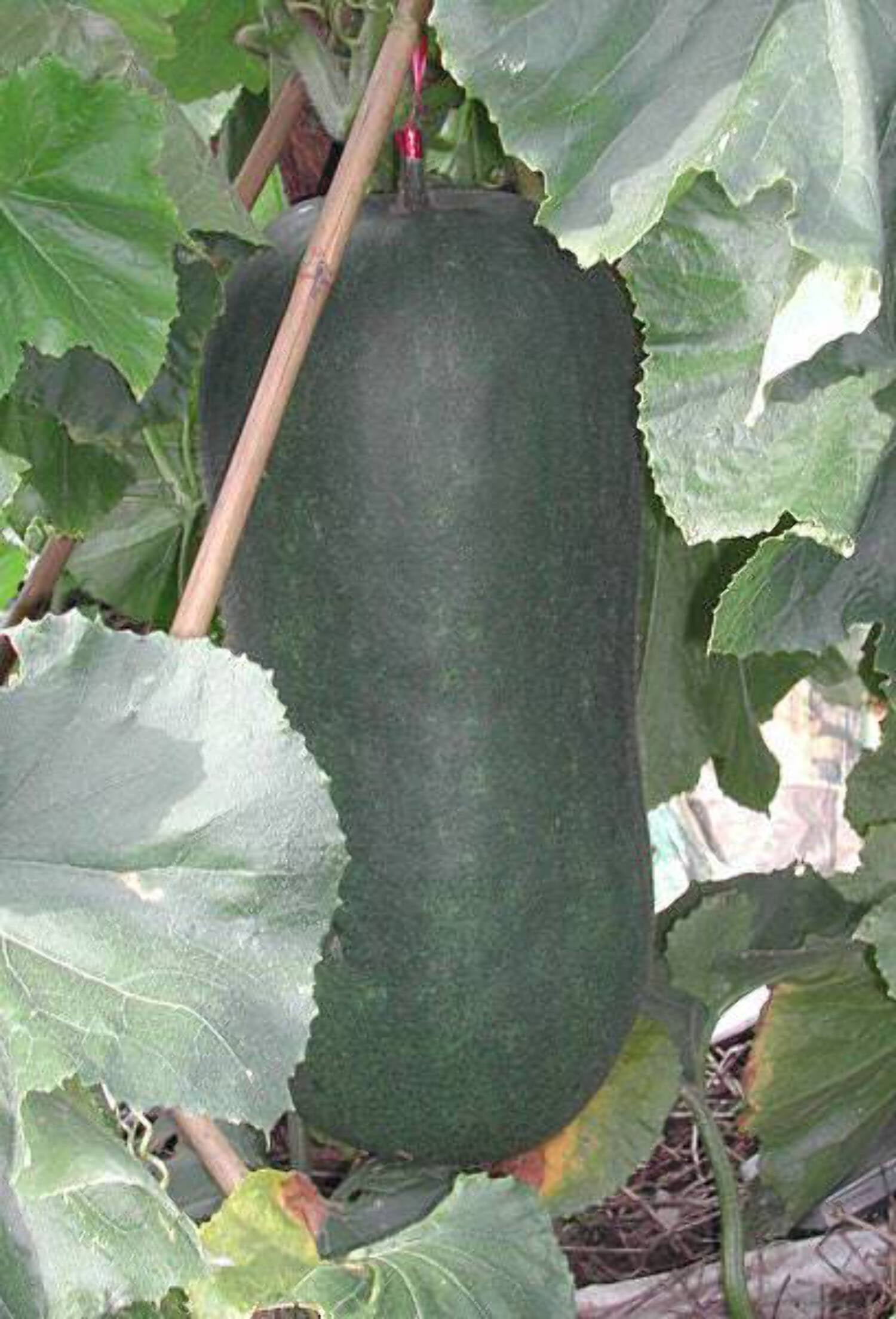 20 Seeds WAX GOURD Winter Melon White Ash Benincasa Hispida Vegetable ...