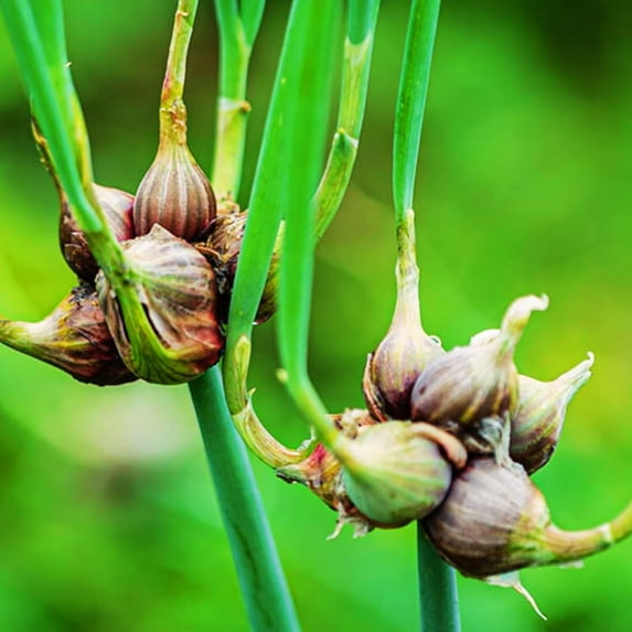 20 Walking Onion Bulbs for Growing Outdoor, Egyptian Walking Onion Well ...