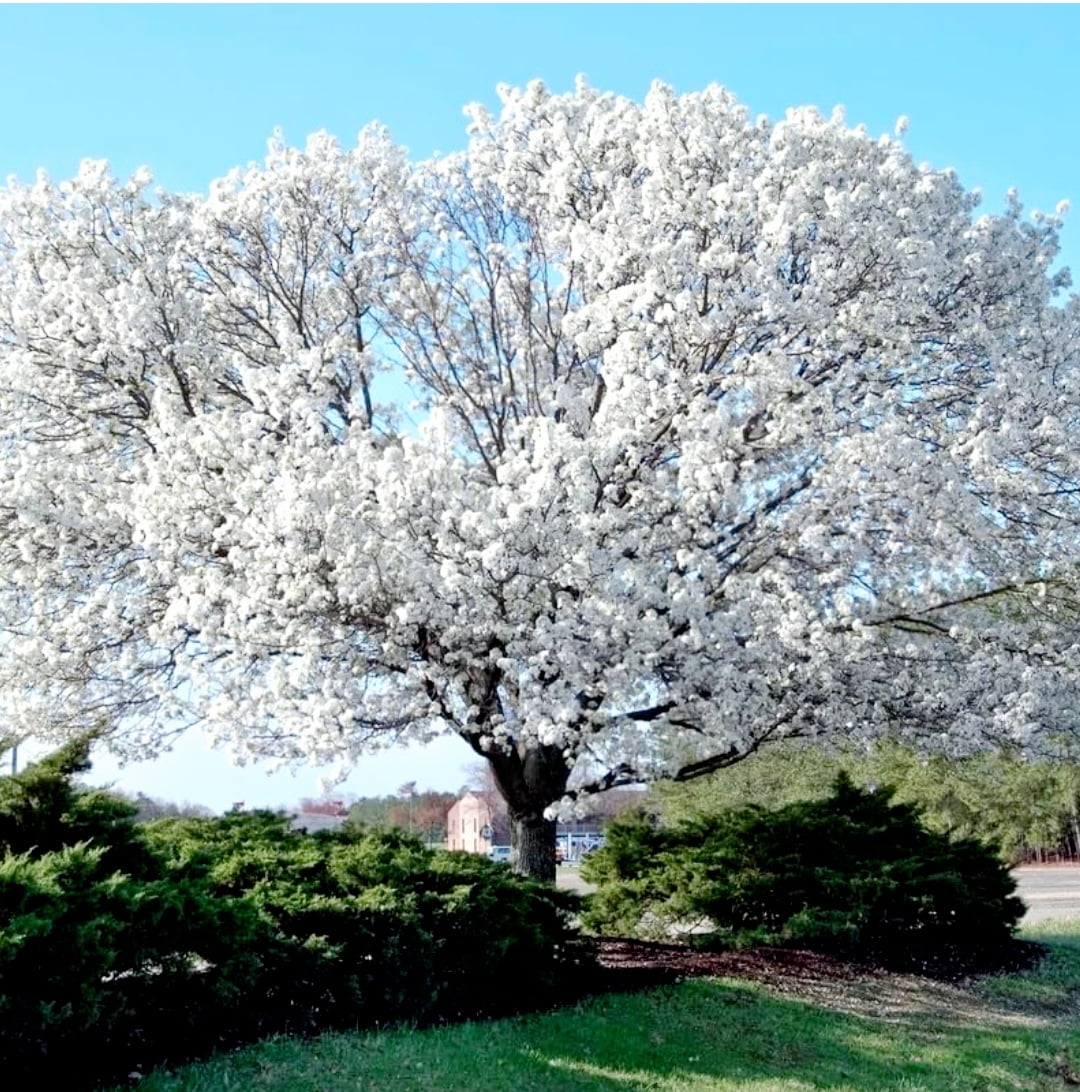20 White Dogwood Trees Seeds Shrubs Cornelian Tree Cold hardy Cornus ...
