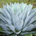 20 White Ghost Agave Seeds for Planting Agave hiemiflora - Walmart.com