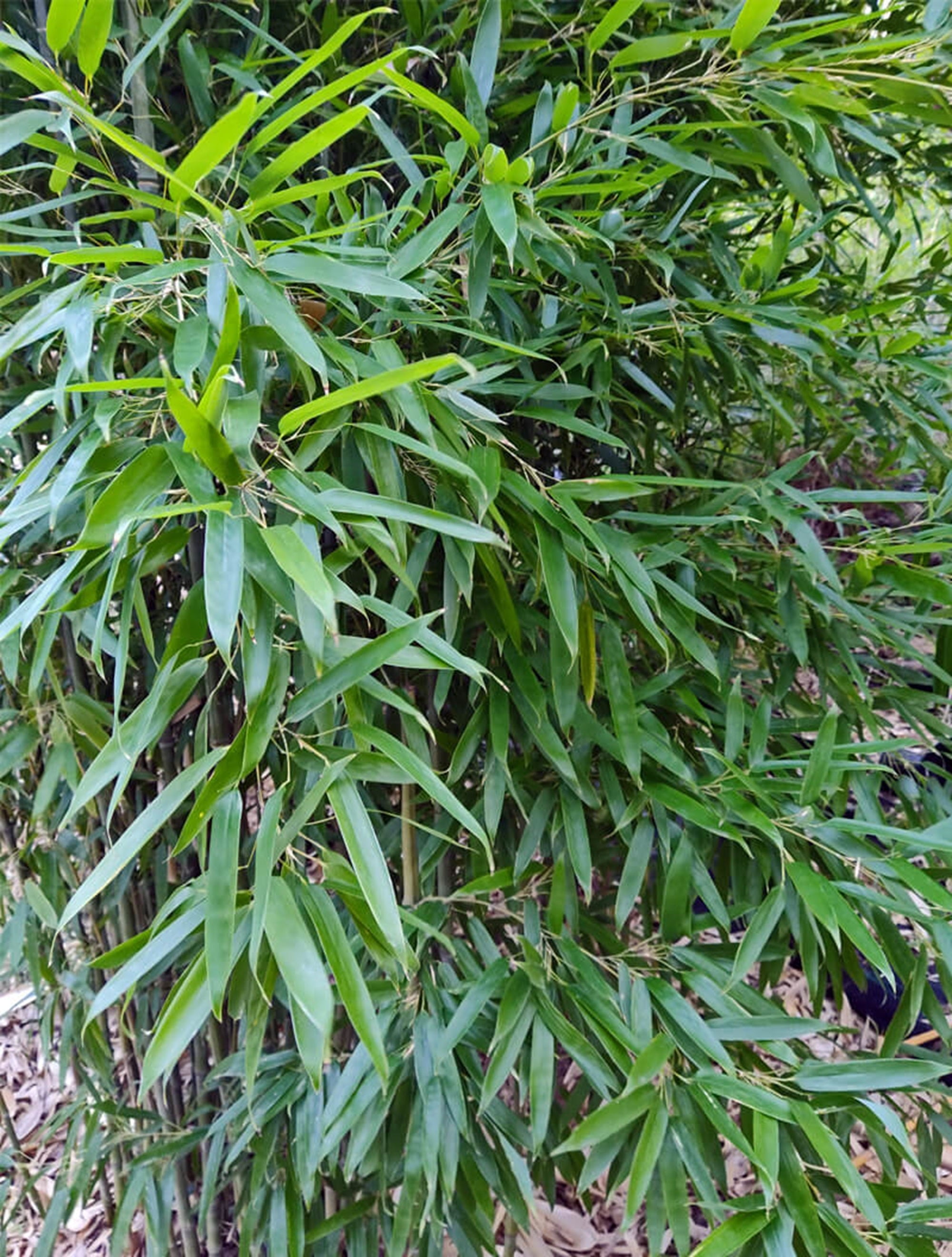 25 Solid Stem Bamboo Seeds - Walmart.com