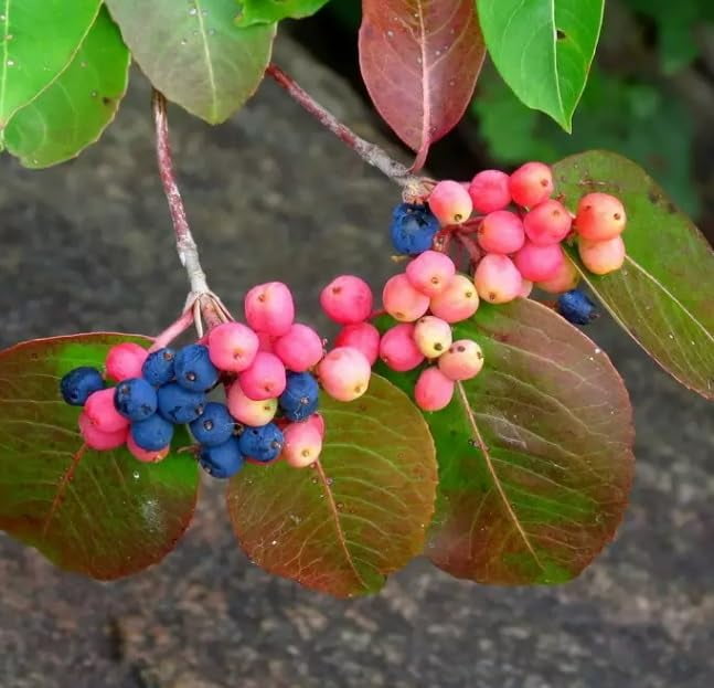 20 Wild Raisin Bush Seeds for Planting - Possumhaw - Viburnum ...