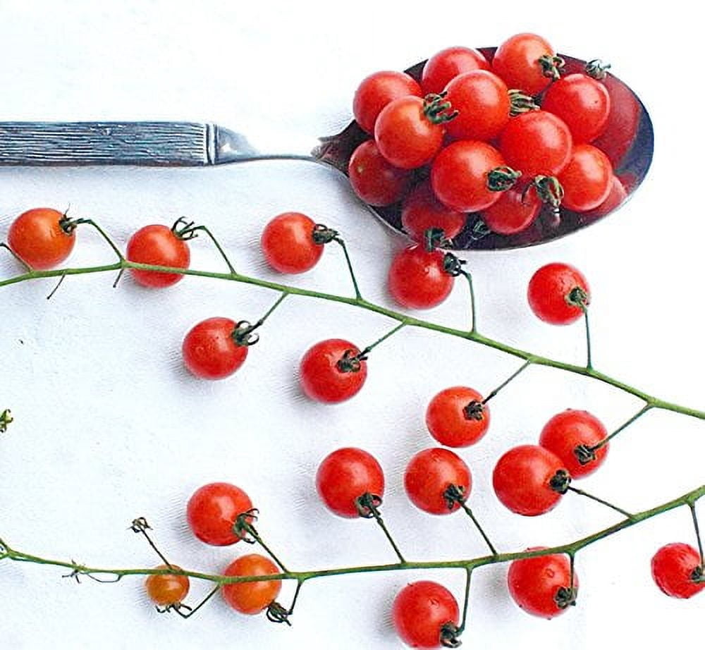 20+ Worlds Smallest Spoon Currant Tomato Seeds, MHD1Early, Heirloom Non ...