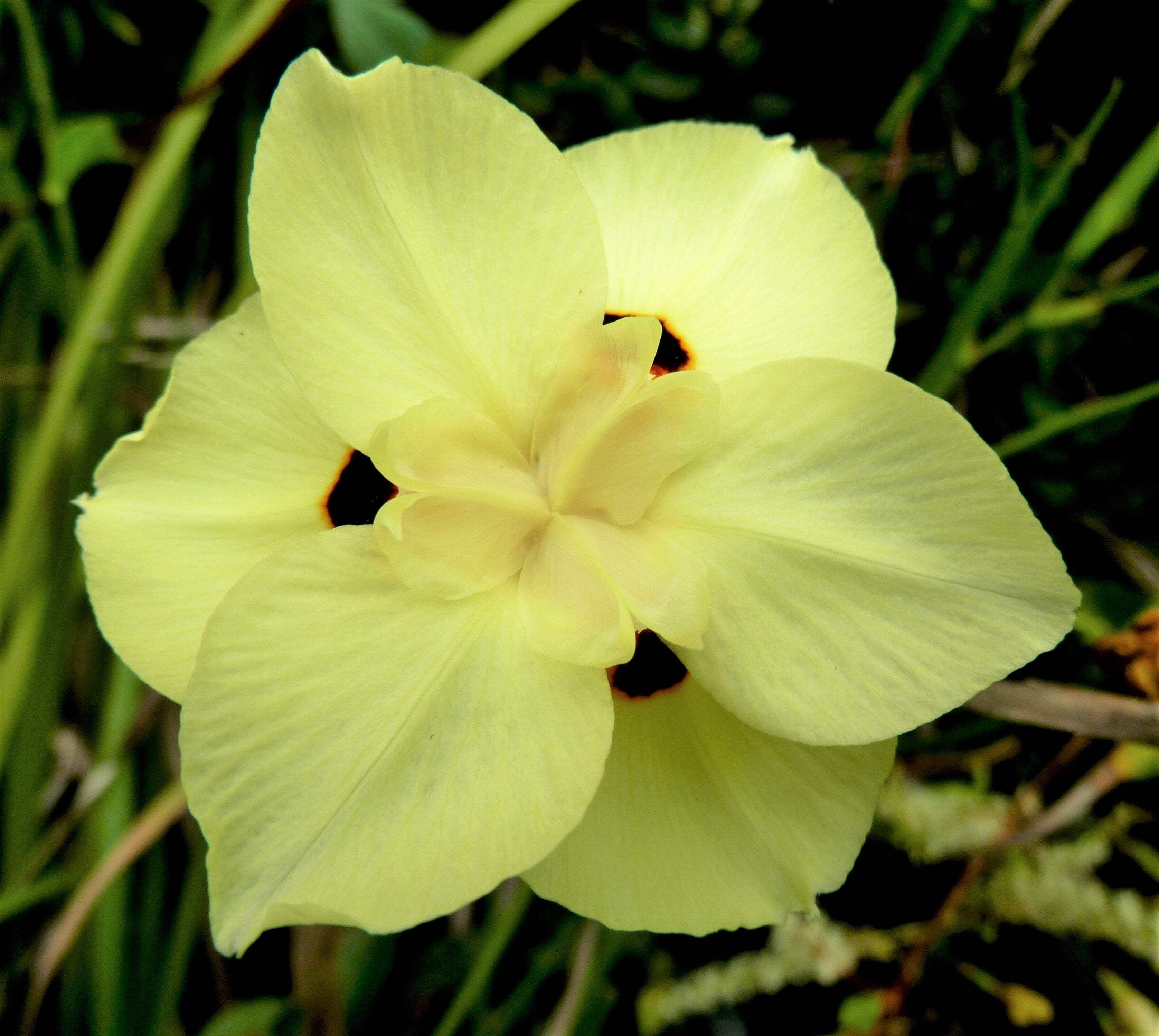 20 Seeds YELLOW AFRICAN IRIS Fortnight Lily Dietes Bicolor Butterfly ...