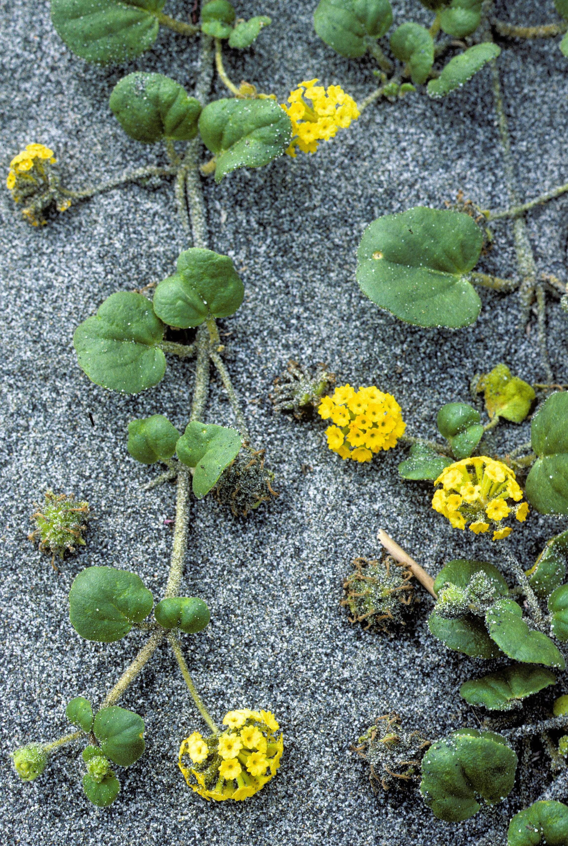 20 YELLOW SAND VERBENA Coastal Abronia Latifolia Arenaria Flower Seeds ...