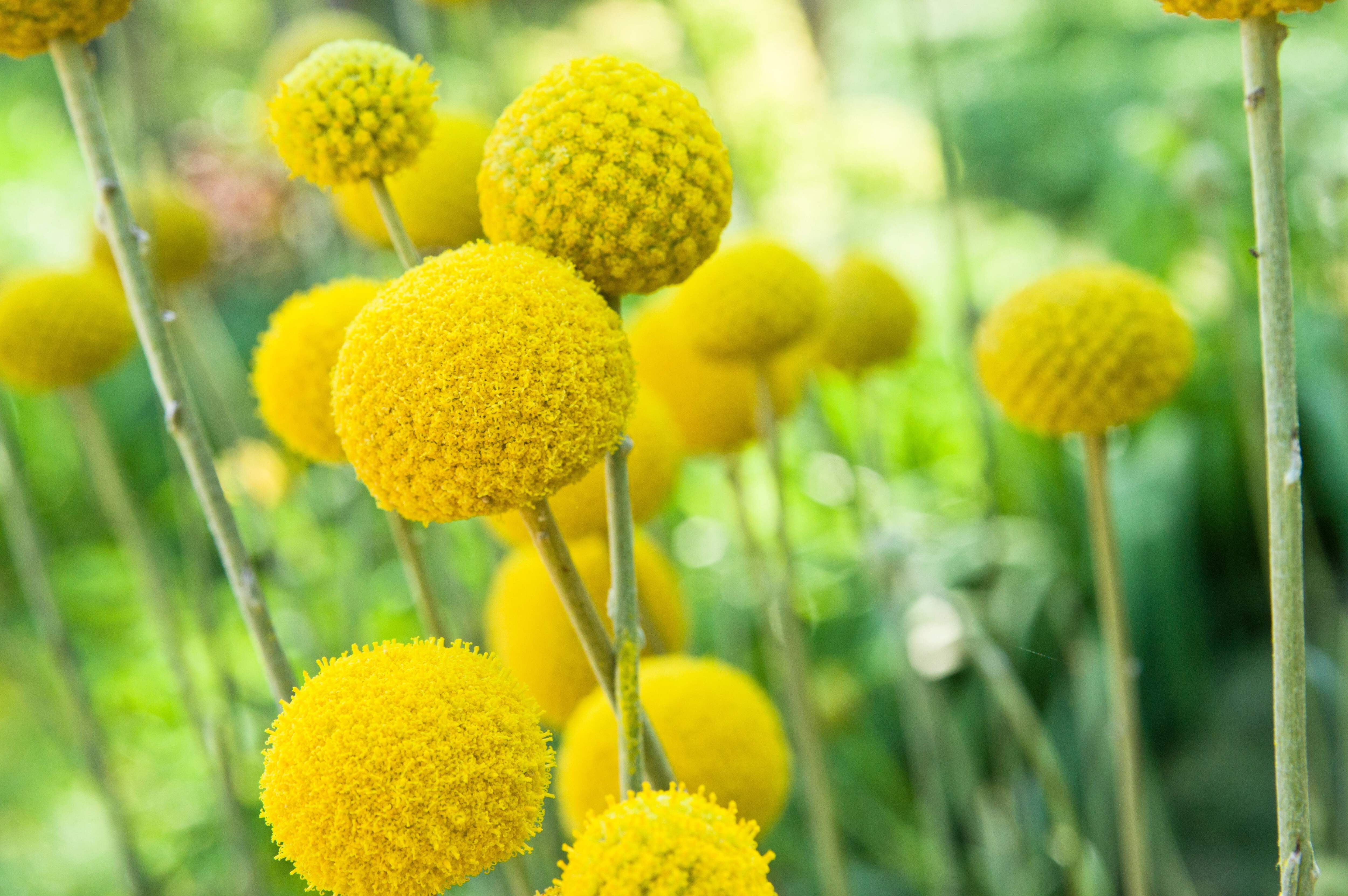 20 Yellow BILLY BUTTONS / WOLLYHEADS Craspedia Globosa Flower Seeds ...