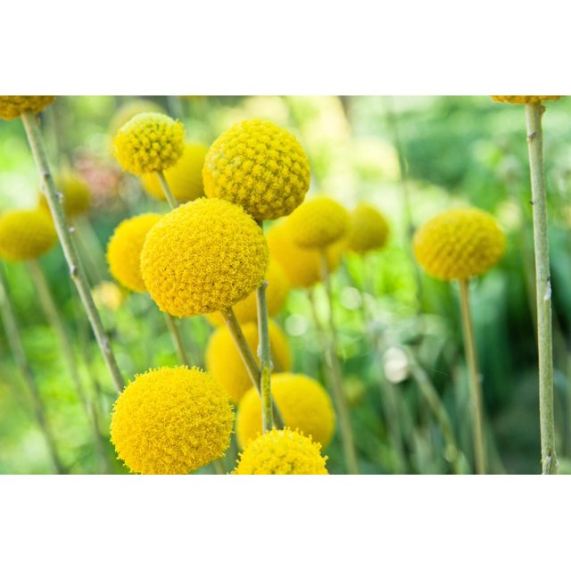 20 Yellow BILLY BUTTONS / WOLLYHEADS Craspedia Globosa Flower Seeds ...