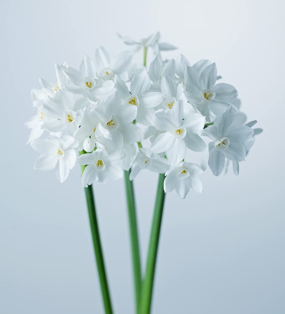 20 Ziva Paperwhite Bulbs - Fast Flowering Indoor Blooms - Largest, High ...