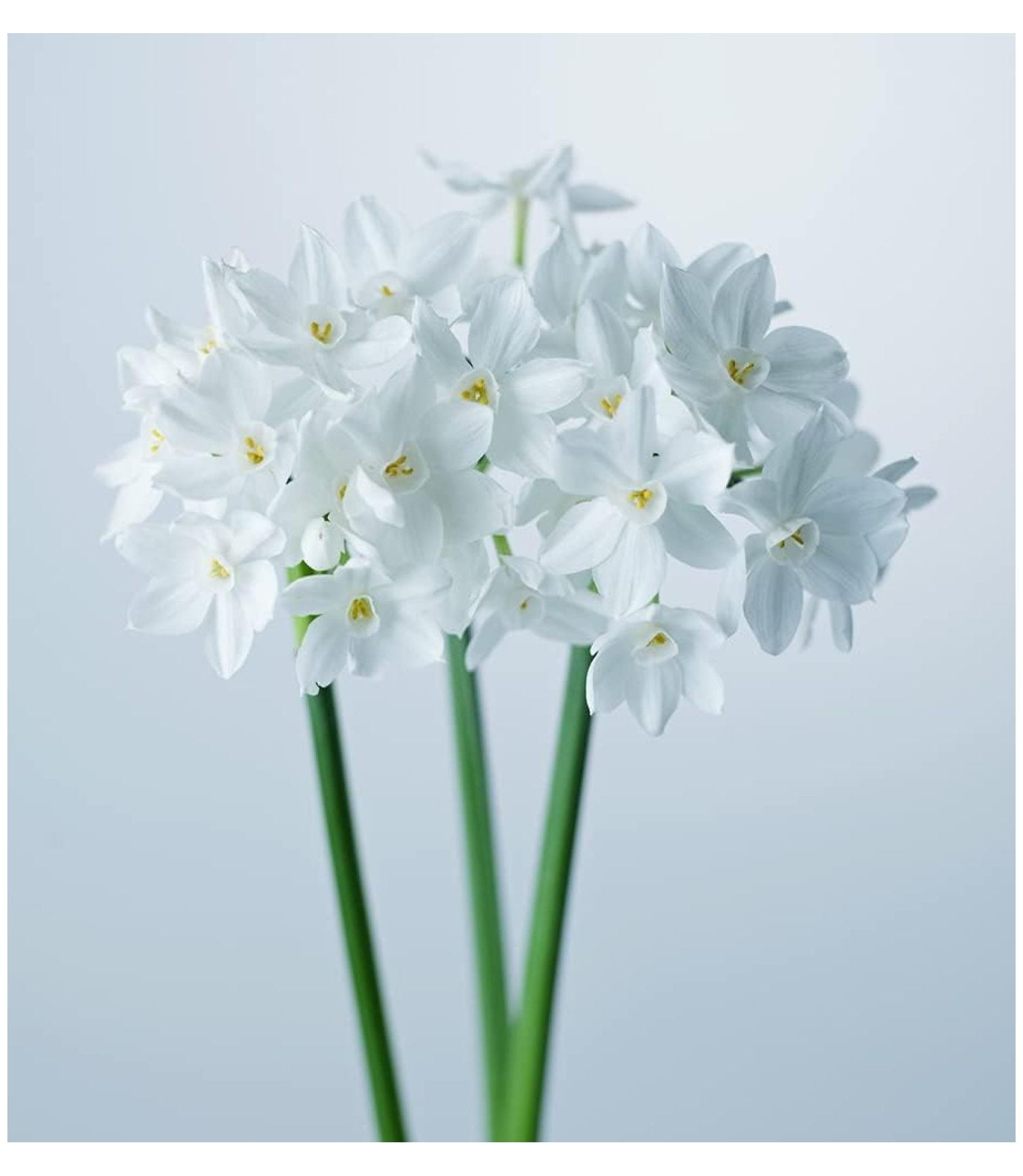 20 Ziva Paperwhite Bulbs - Fast Flowering Indoor - Largest Bulbs ...