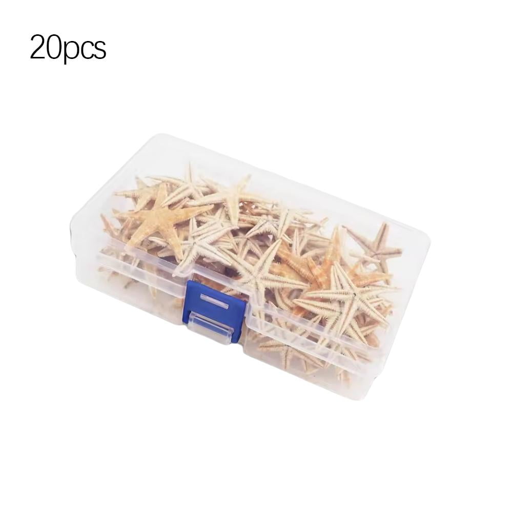 20 boxes of mixed styles (A) $ Natural starfish boxed shells and conchs ...