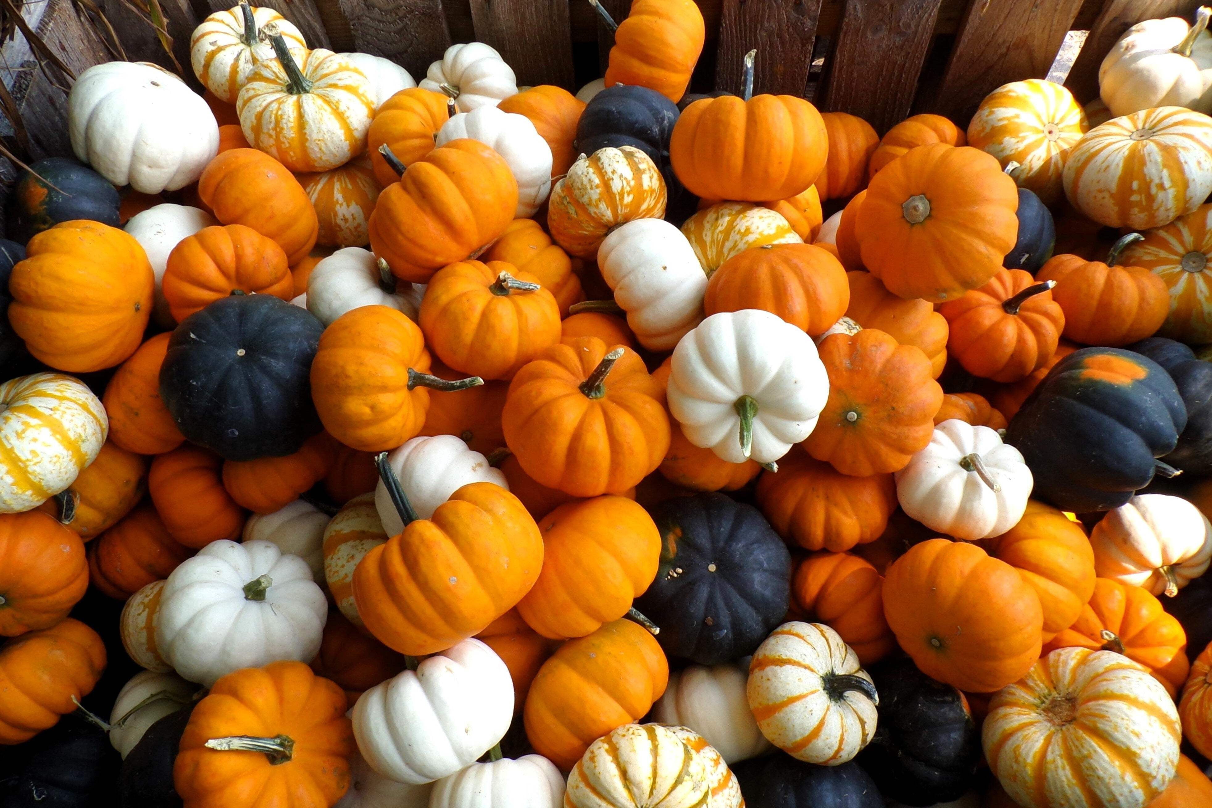 Seedville Mini Mix Pumpkin Seeds, Cucurbita Pepo, White Green Orange ...