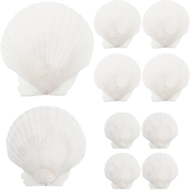 20 pcs White Scallops Shell Seashells Large Natural Shell Embellishment ...