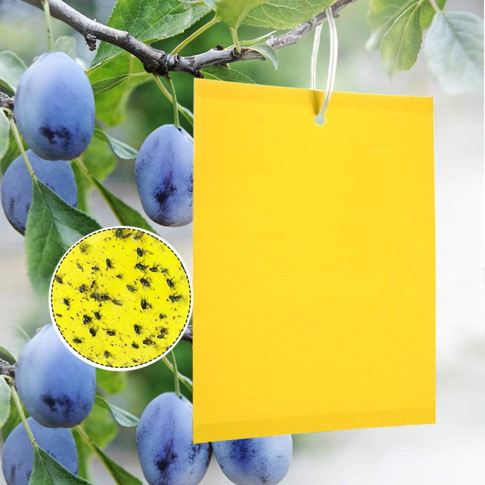 20 pieces of yellow stoppers against fruit flies to protect garden ...