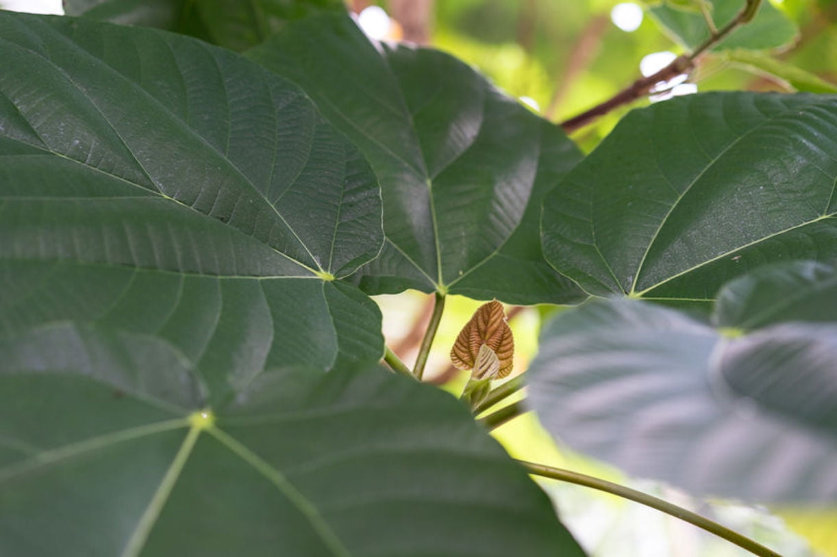 20 seeds Ficus auriculata Elephant ear Fig Tree Seeds Ornamental ...