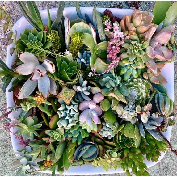 20 Medium to Small Live Succulent Cuttings – Indoor/Outdoor Natural ...