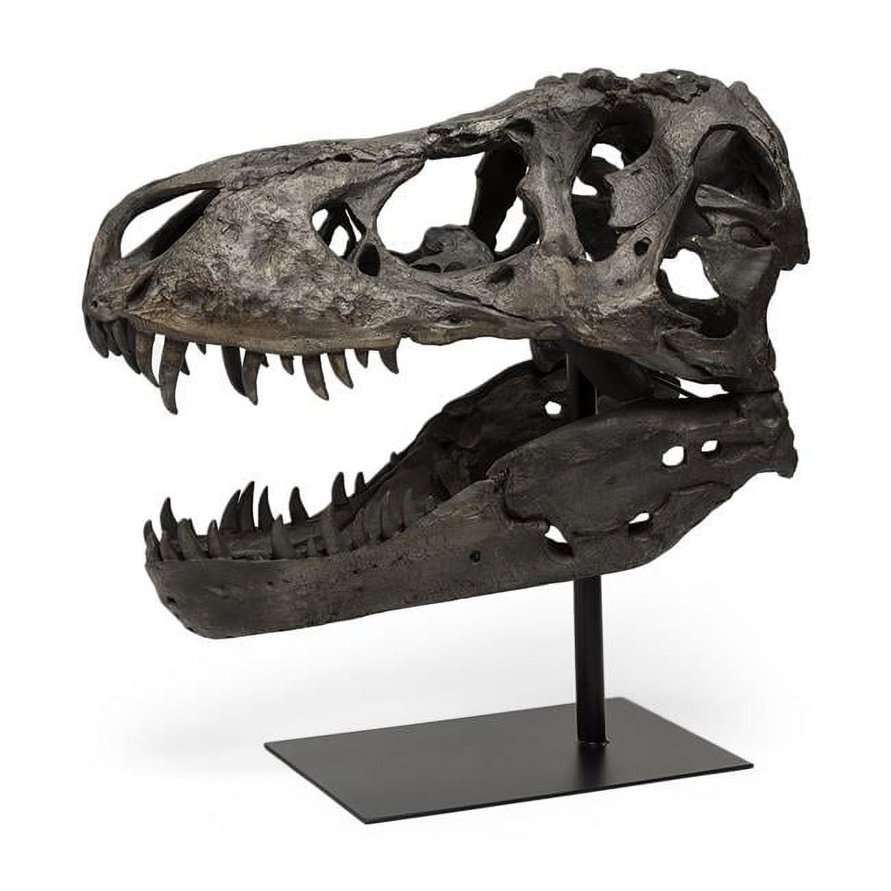 20 x 11 x 19 in. Authentic Replica Brown T Rex Skull Sculpture ...
