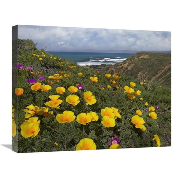 20 x 24 in. California Poppy Field, Montano De Oro State Park ...