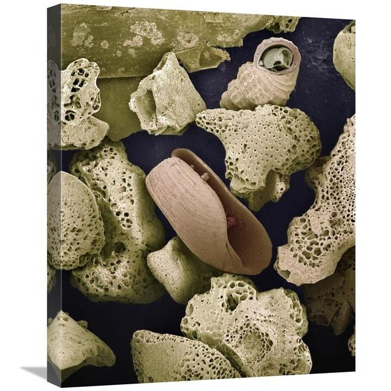 20 x 24 in. Foraminiferans, Molluscs & Other Bryozoans Found on Beach ...