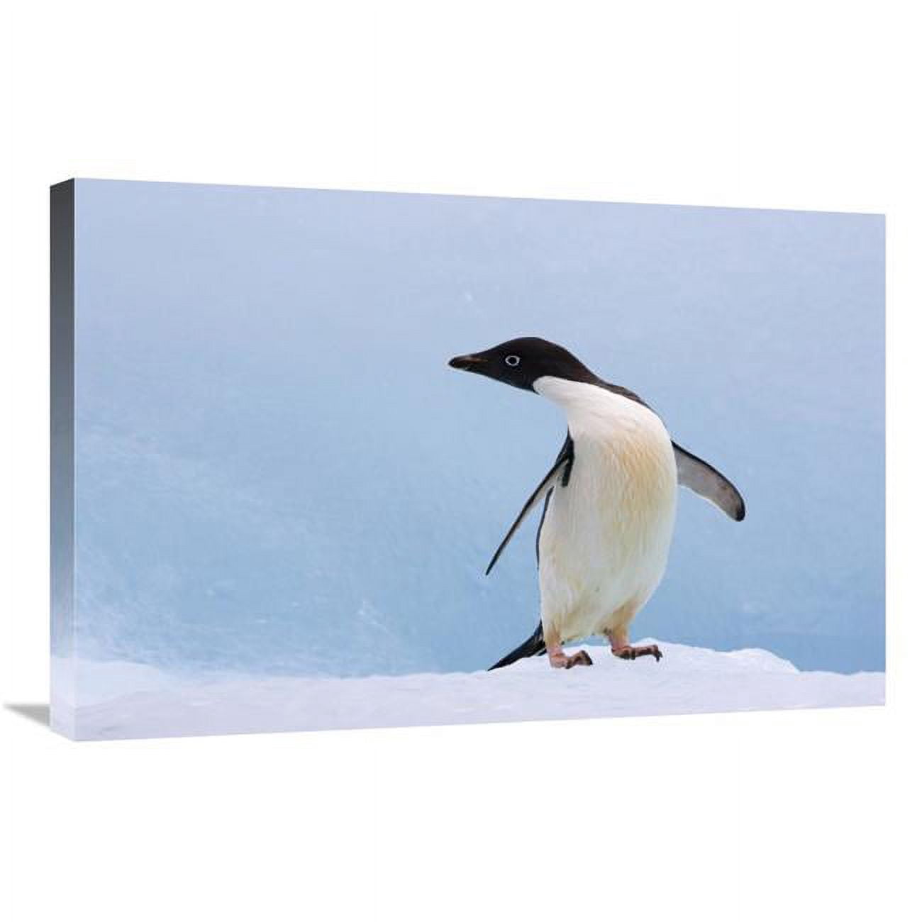 20 x 30 in. Adelie Penguin on Iceberg, Looking Left, Paulet Island ...