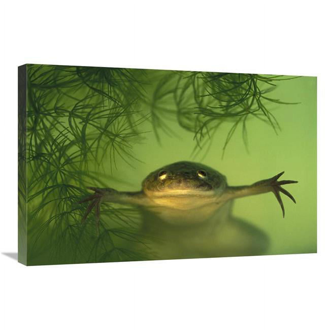 20 x 30 in. African Clawed Frog Aquatic, Native to Africa Art Print ...