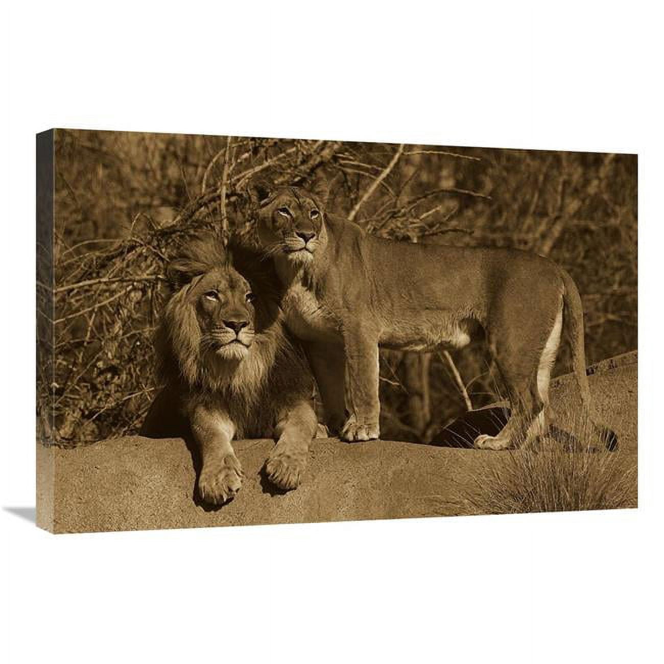 20 x 30 in. African Lion Male & African Lioness, Native to Africa ...
