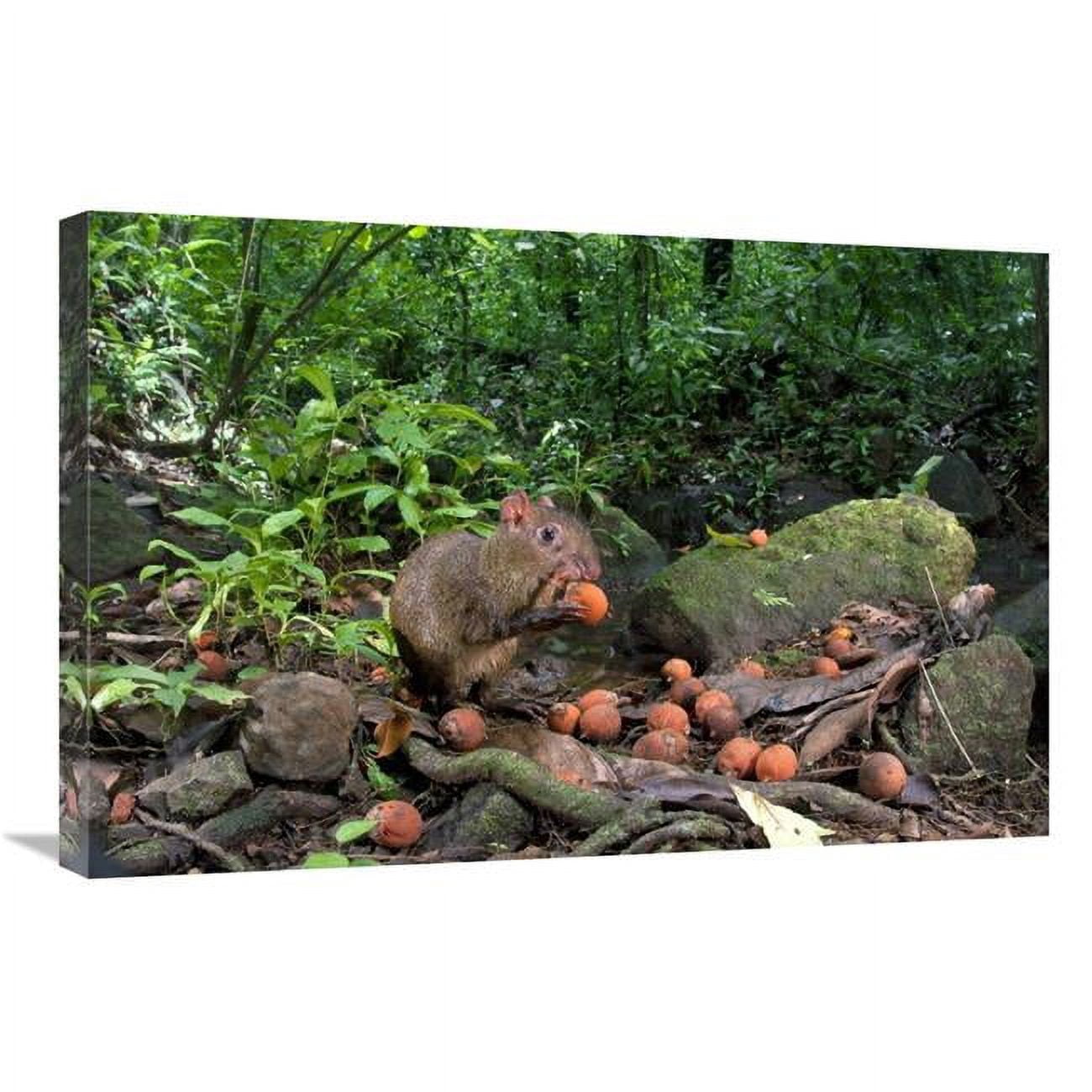 20 x 30 in. Agouti Feeding on Seeds, Barro Colorado Island, Panama Art ...