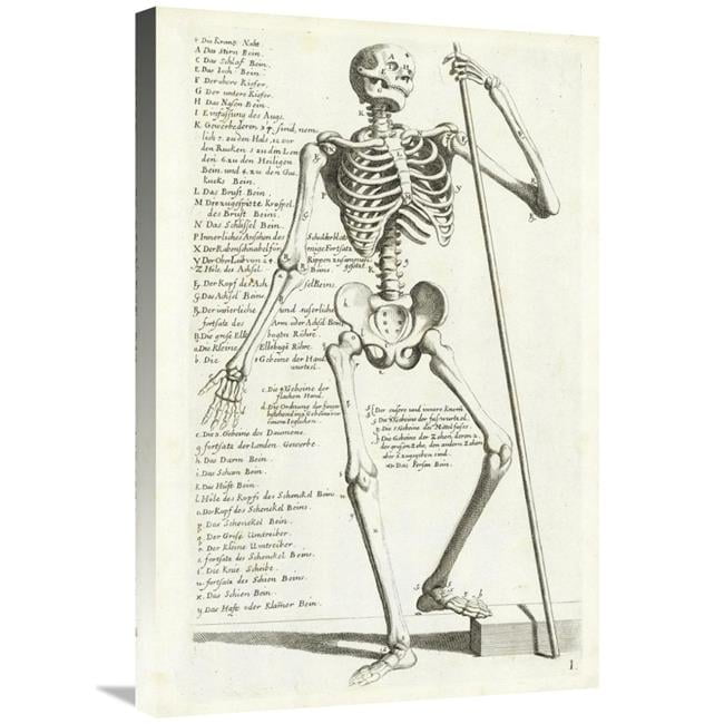 20 x 30 in. Anatomical Diagram Showing Human Skeleton, Front View with ...