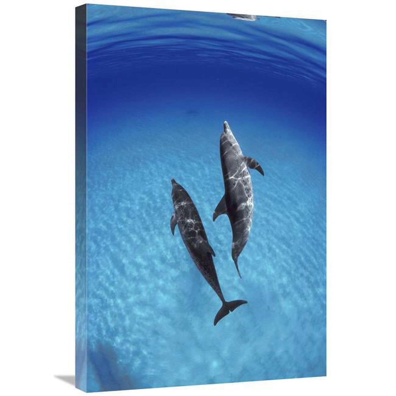 20 x 30 in. Atlantic Spotted Dolphin, Pair Underwater, Bahamas Art ...