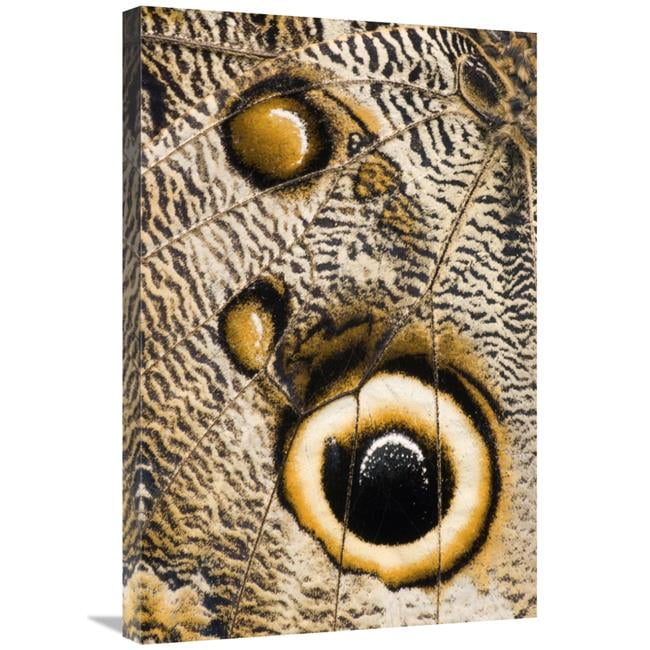 20 x 30 in. Atreus Owl Butterfly Wing with False Eyespot, Ecuador Art ...