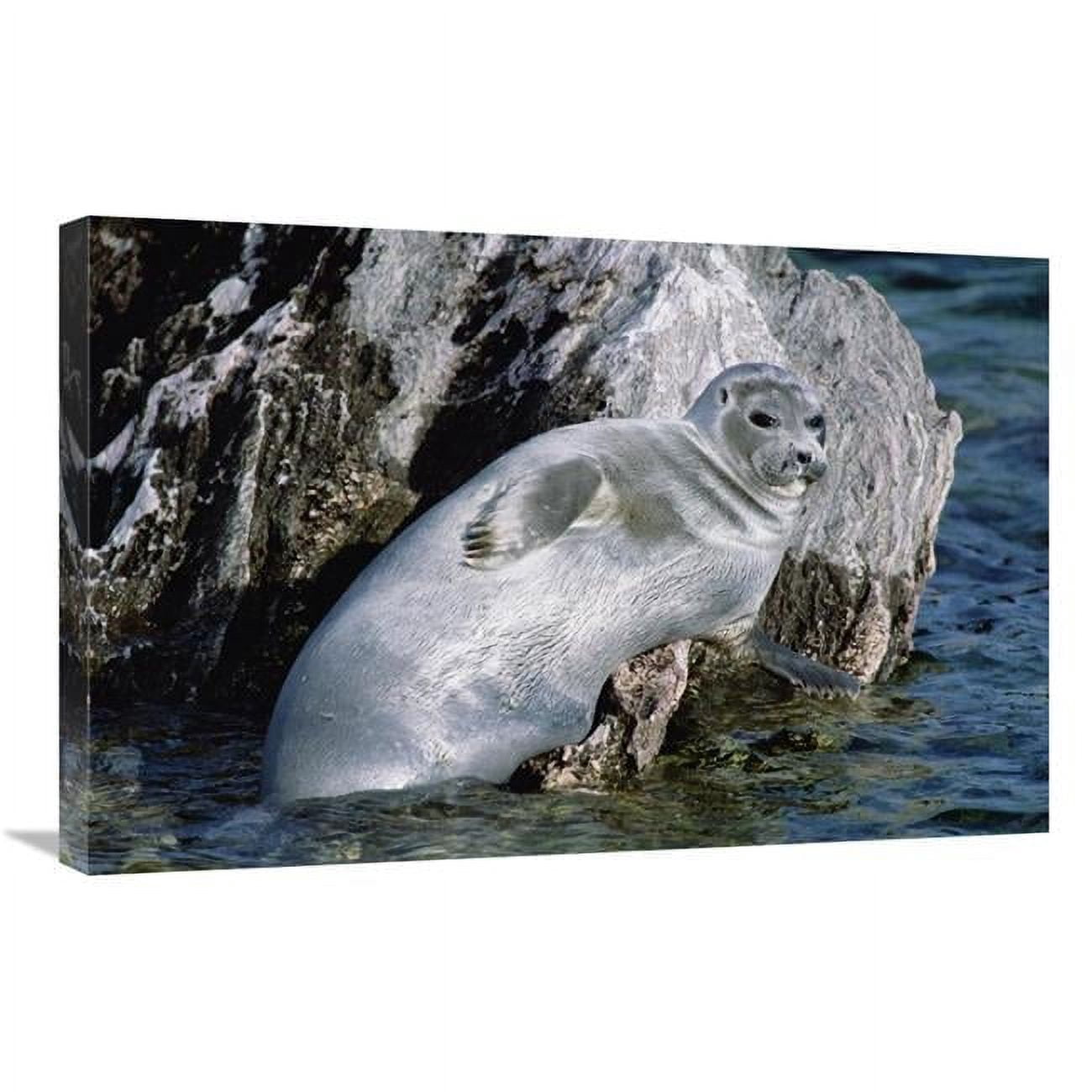 20 x 30 in. Baikal Seal, Lake Baikal, Zabaikalsky National Park, Russia ...