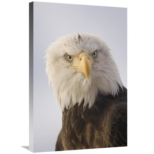 20 x 30 in. Bald Eagle Portrait, Alaska Art Print - Michael Quinton ...