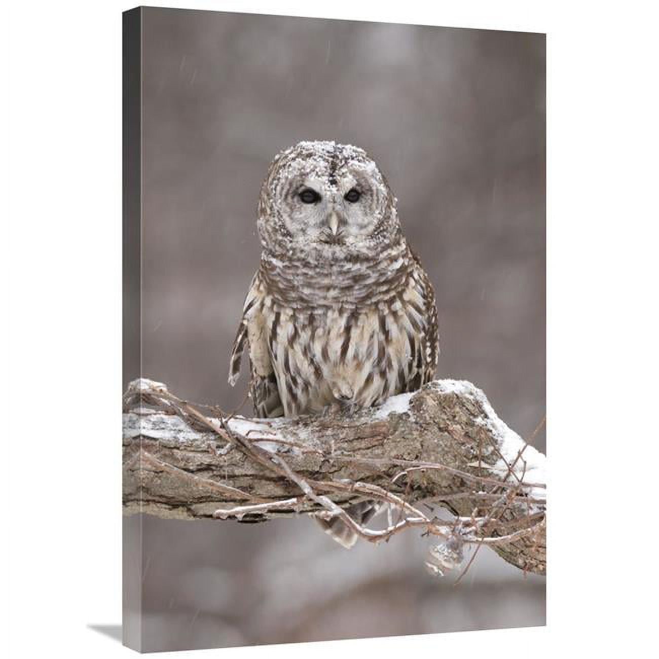 20 x 30 in. Barred Owl in Winter, Howell Nature Center, Michigan Art ...
