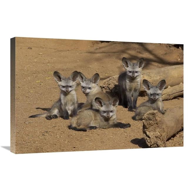 20 x 30 in. Bat-Eared Fox Group of Five Pups, Native to Africa Art ...
