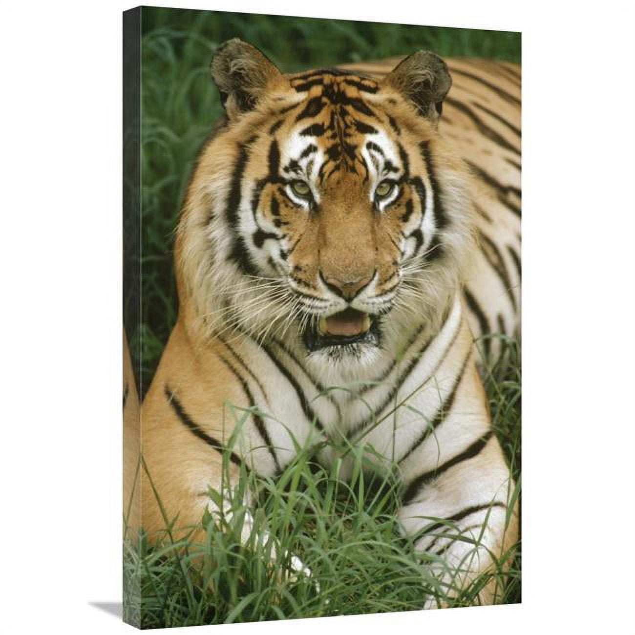 20 x 30 in. Bengal Tiger Portrait, Hilo Zoo, Hawaii, Native to India ...
