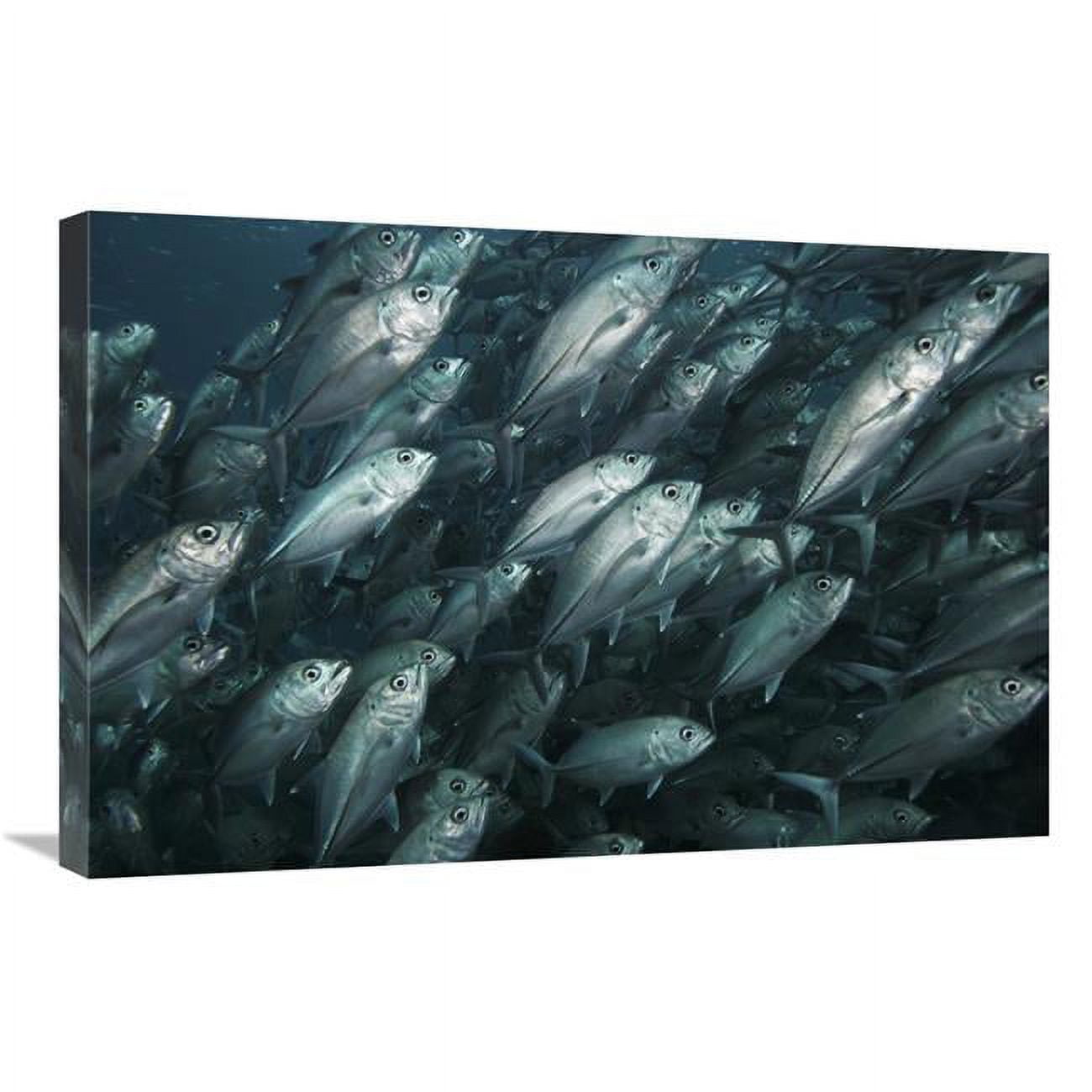 20 x 30 in. Bigeye Trevally School Swimming Off Sipadan Island, Celebes ...