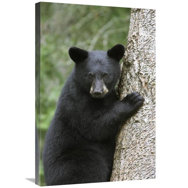 20 x 30 in. Black Bear Cub in Tree Safe From Danger, Orr, Minnesota Art ...