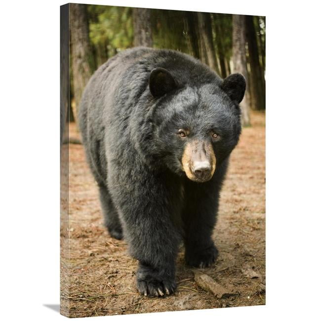 20 x 30 in. Black Bear Portrait During A Mild Winter, Oregon Art Print ...