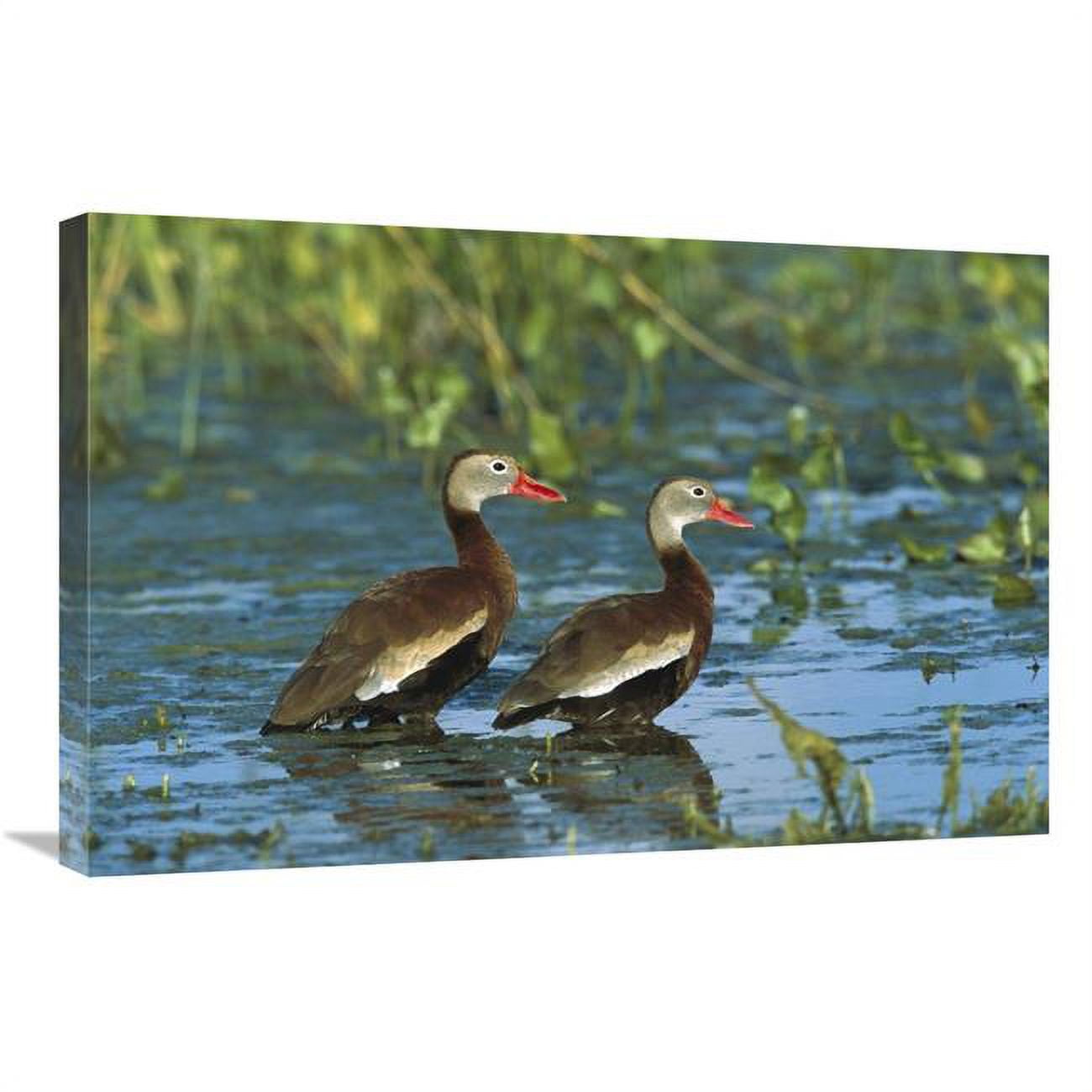 20 x 30 in. Black-Bellied Whistling Duck Pair Wading, Rio Grand Valley ...