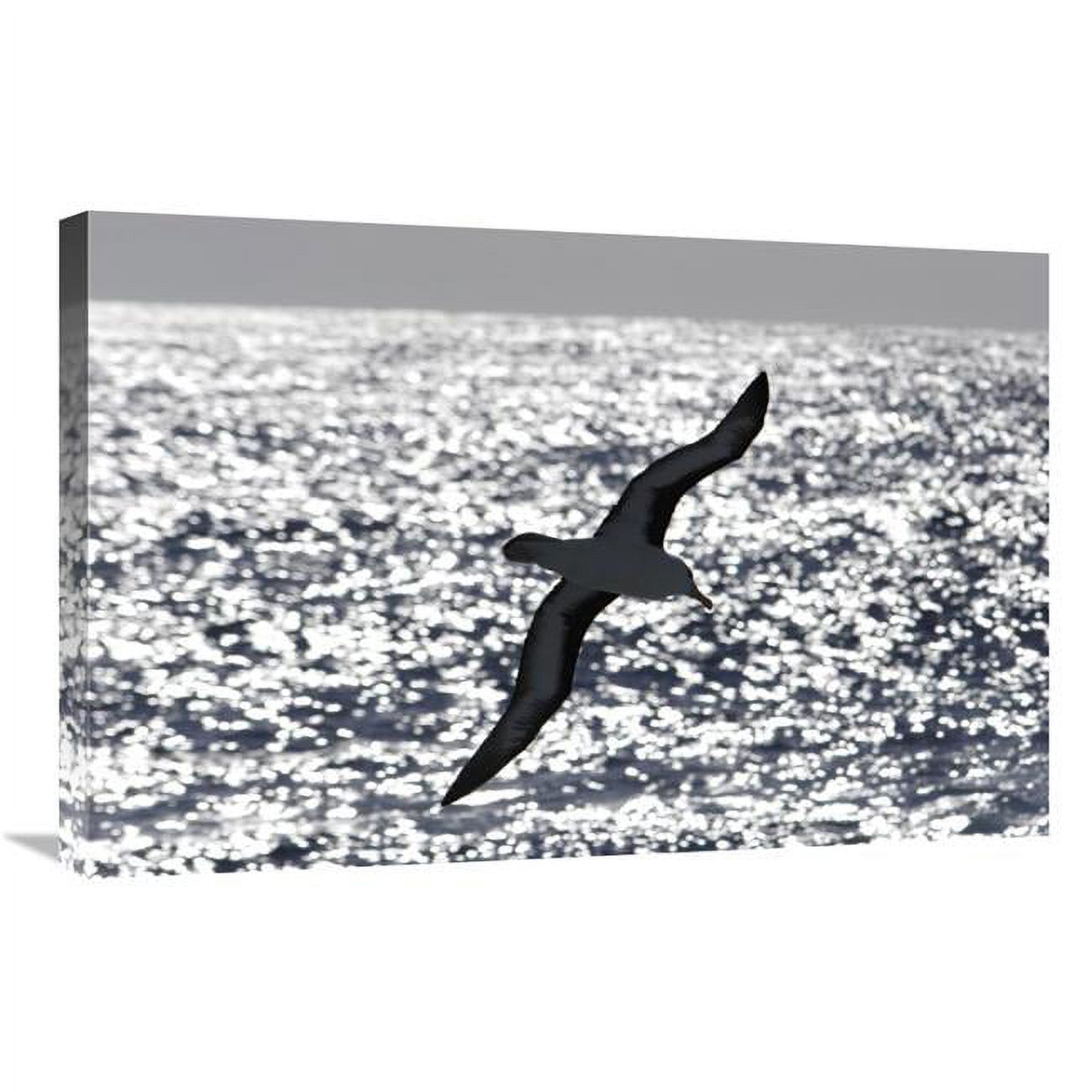 20 x 30 in. Black-Browed Albatross Soaring, Drake Passage, Antarctica ...