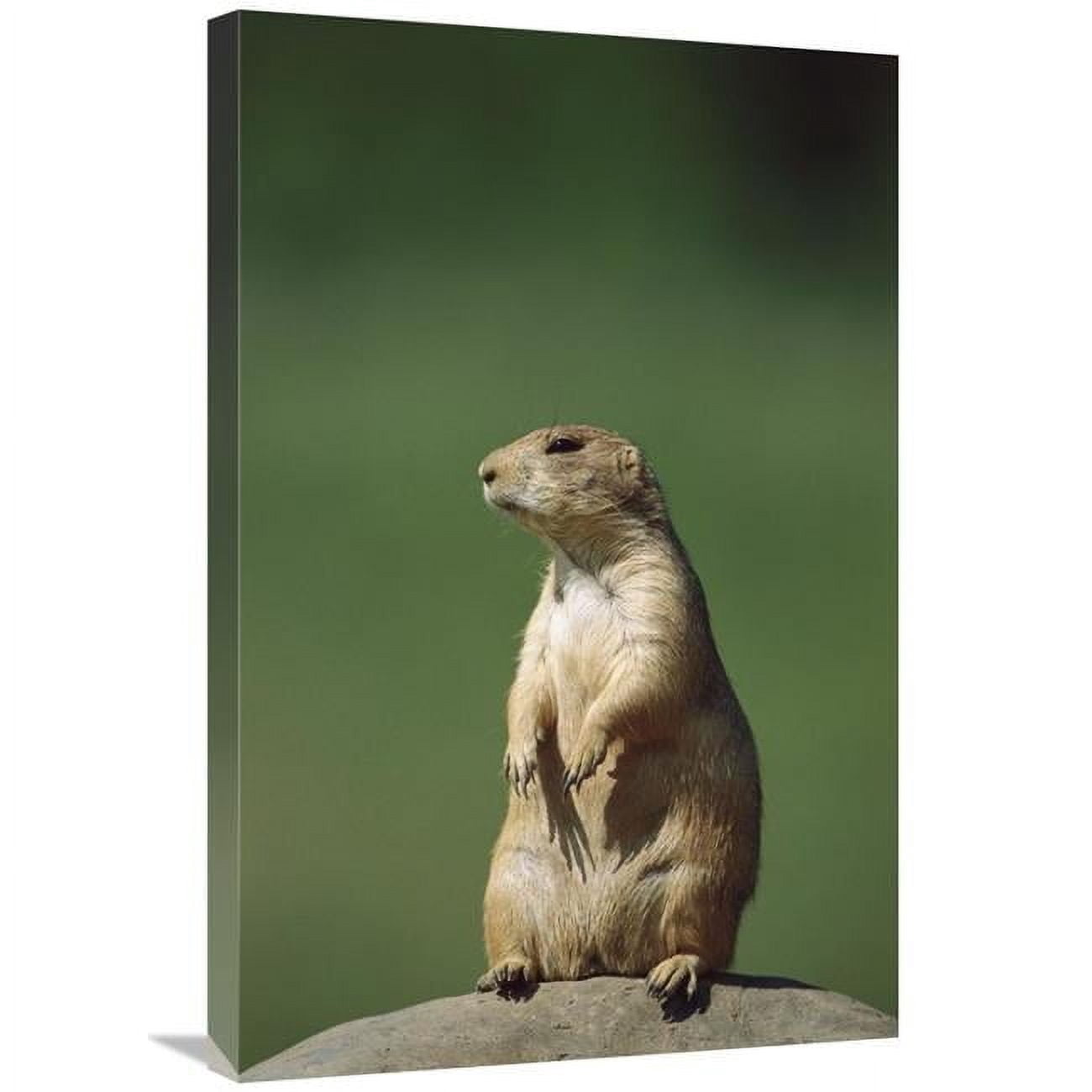 20 x 30 in. Black-Tailed Prairie Dog Sitting Upright, North America Art ...