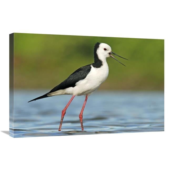 20 x 30 in. Black-Winged Stilt Calling, Avon Heathcote Estuary ...