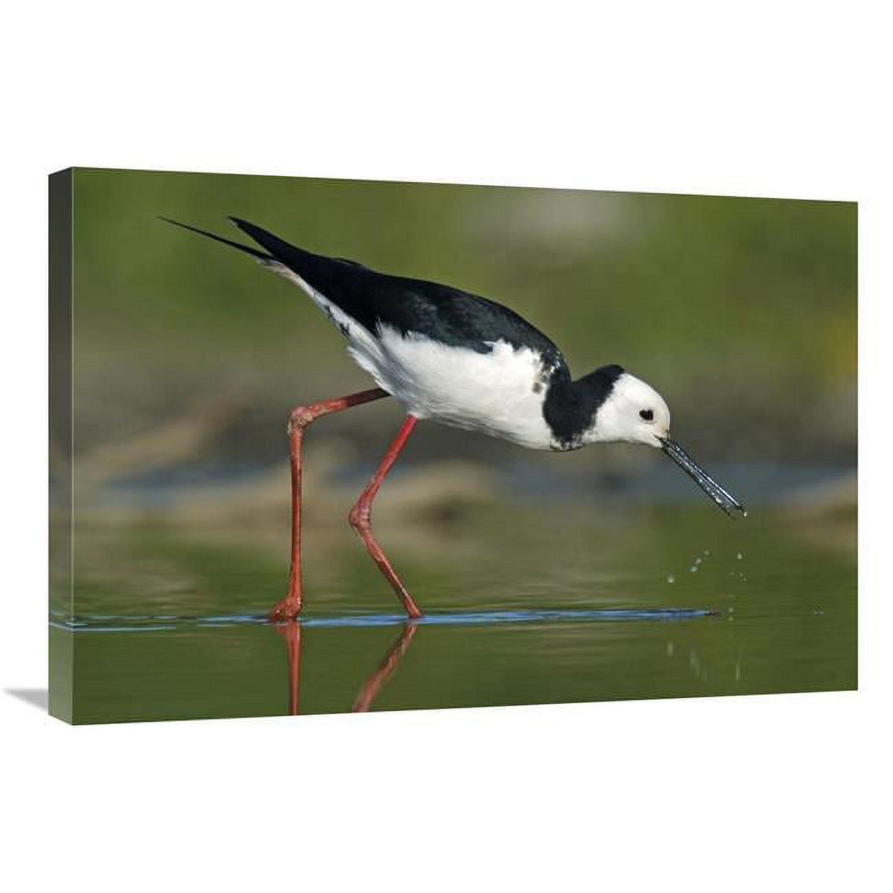 20 x 30 in. Black-Winged Stilt Foraging, Avon Heathcote Estuary ...