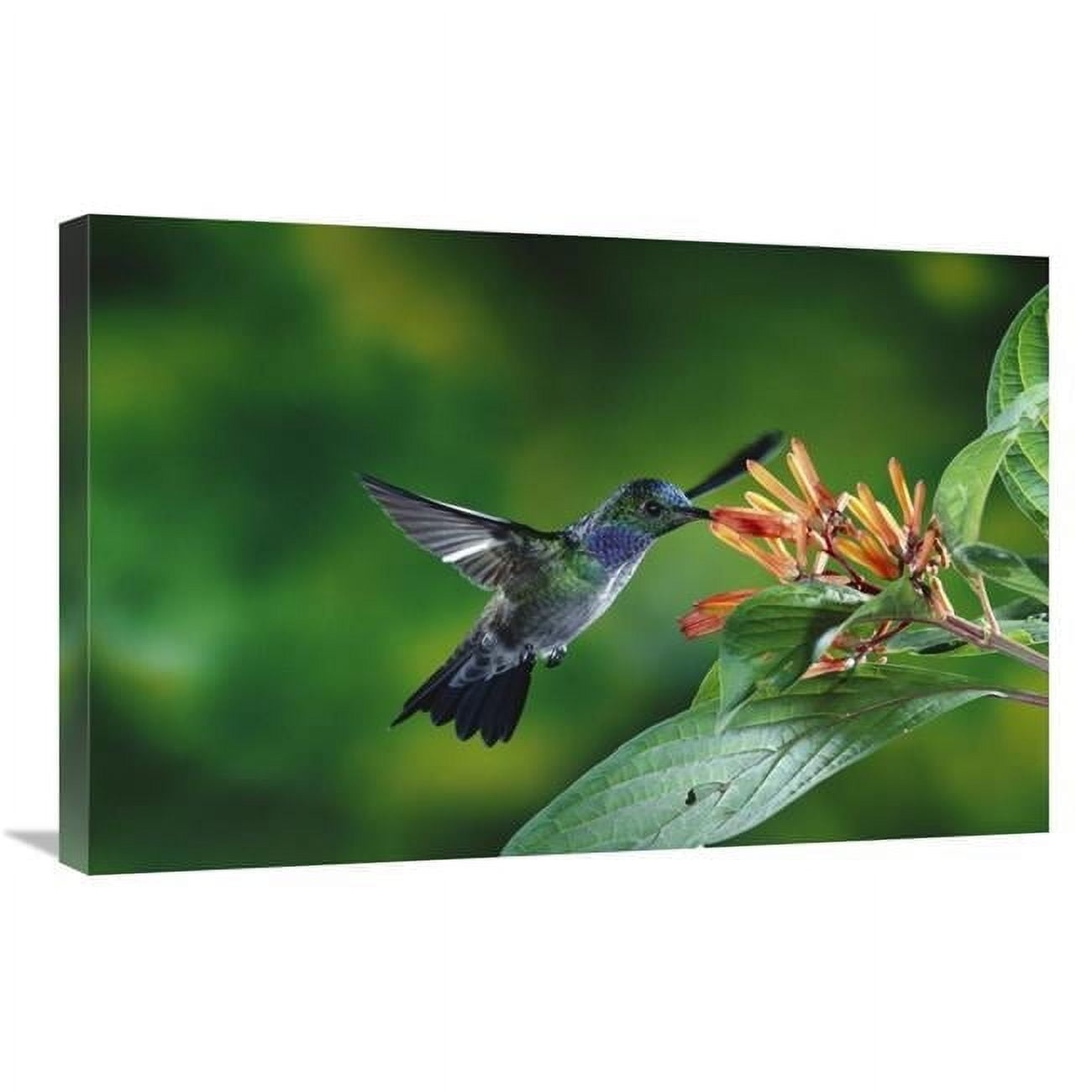 20 x 30 in. Blue-Chested Hummingbird Albino Male Feeding at ...