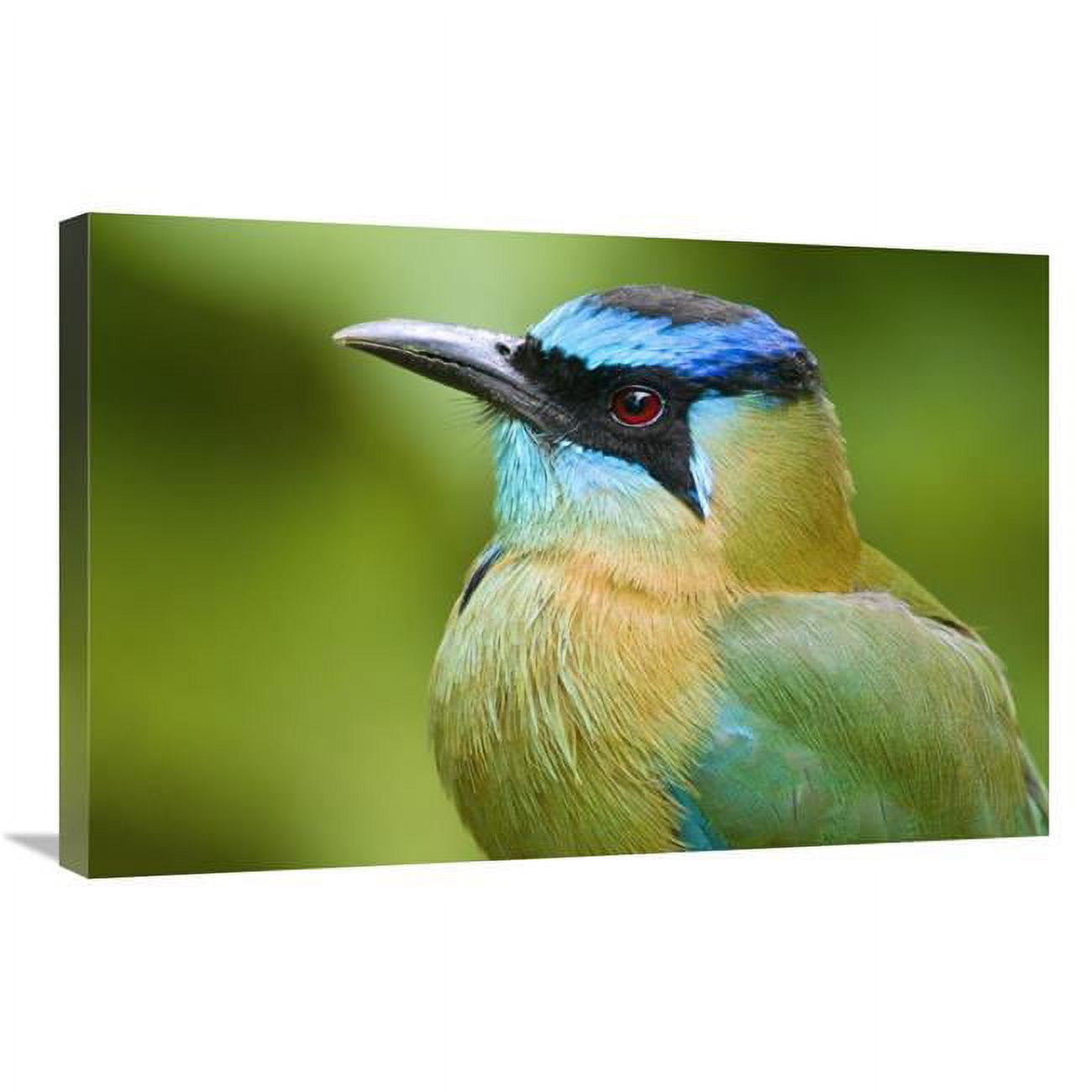 20 x 30 in. Blue-Crowned Motmot, Costa Rica Art Print - Steve Gettle ...