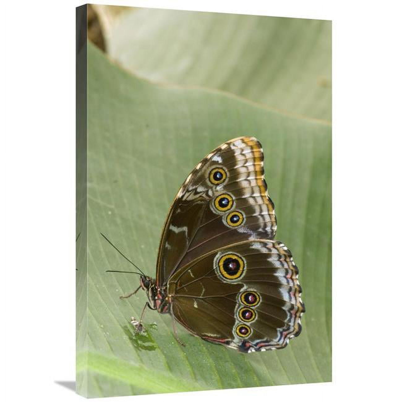 20 x 30 in. Blue Morpho Butterfly, Ecuador Art Print - Steve Gettle ...