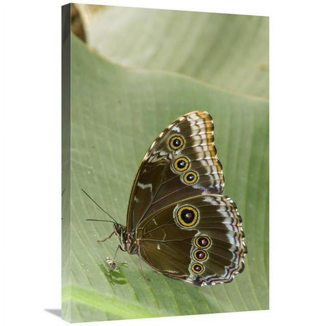 20 x 30 in. Blue Morpho Butterfly, Ecuador Art Print - Steve Gettle ...