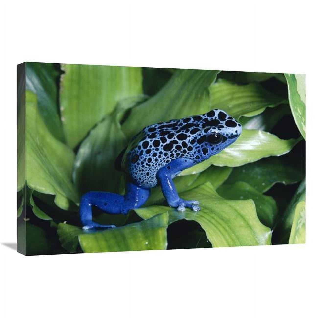 20 x 30 in. Blue Poison Dart Frog Very Tiny Frog Used By Indian Tribes ...