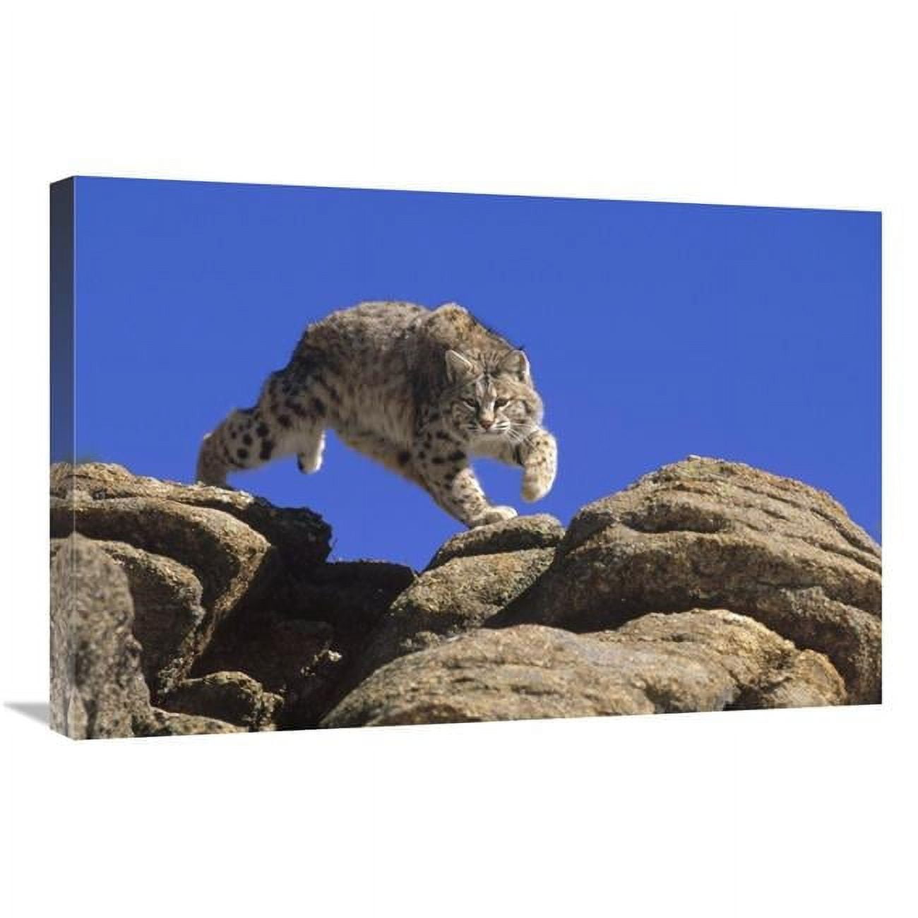 20 x 30 in. Bobcat Leaping From Rocks, Colorado Art Print - Konrad ...