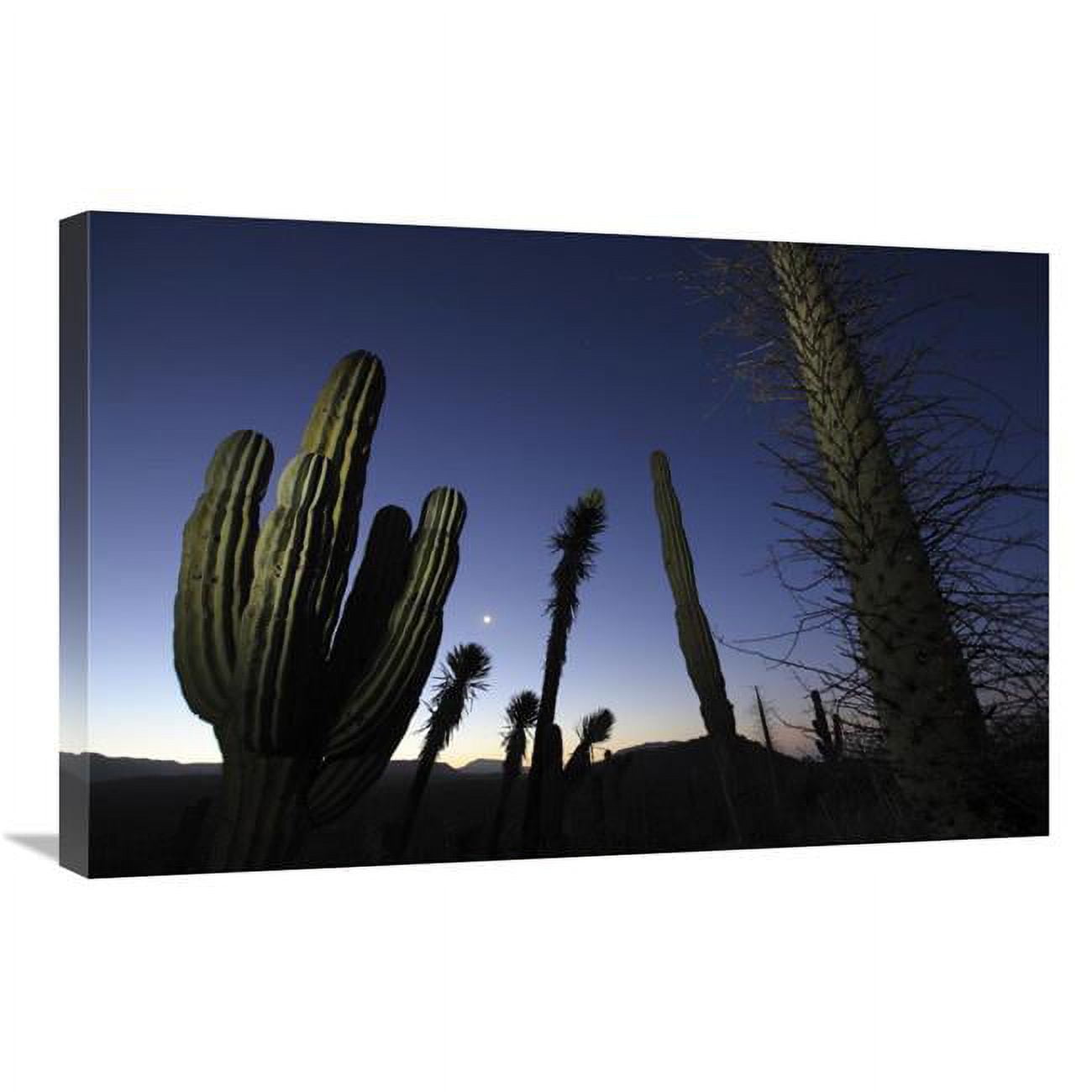 20 x 30 in. Boojum Tree & Cardon Cacti At Dusk, El VIzcaino Biosphere ...